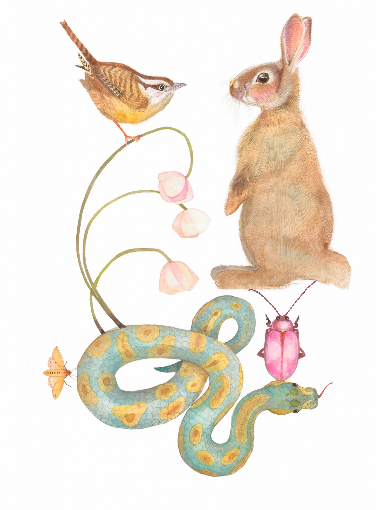 Heidi Willis | Botanical & Wildlife Watercolor Artist – The Avid Pen